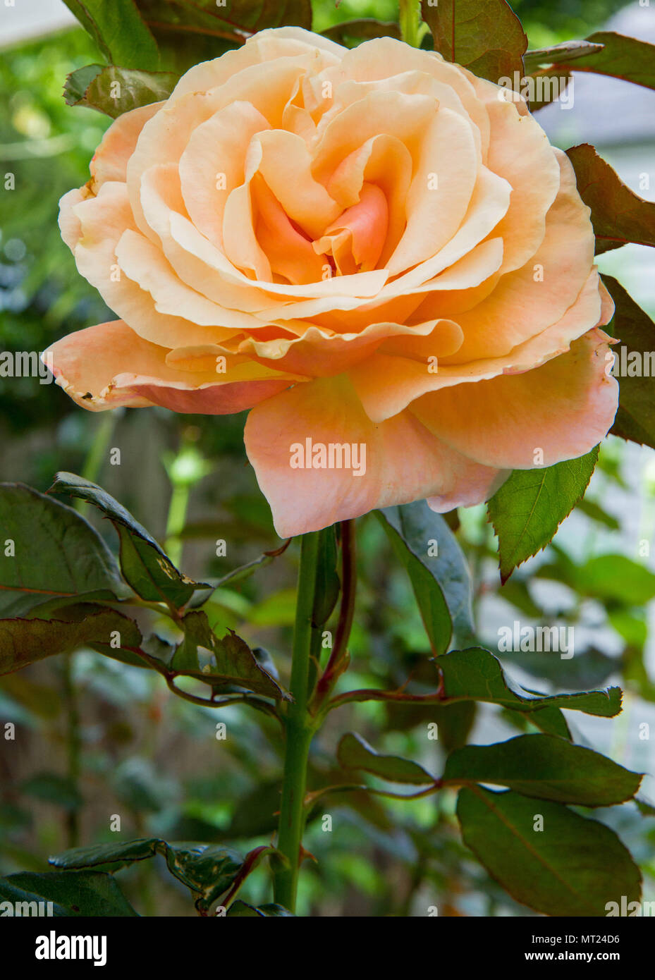 Peach finesse rose hi-res stock photography and images - Alamy