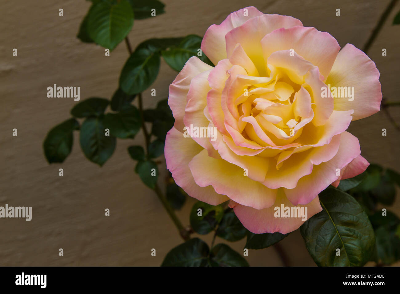 closeup of a pink-yellow Peace Rose, known as Rosa Madame A. Meilland ...