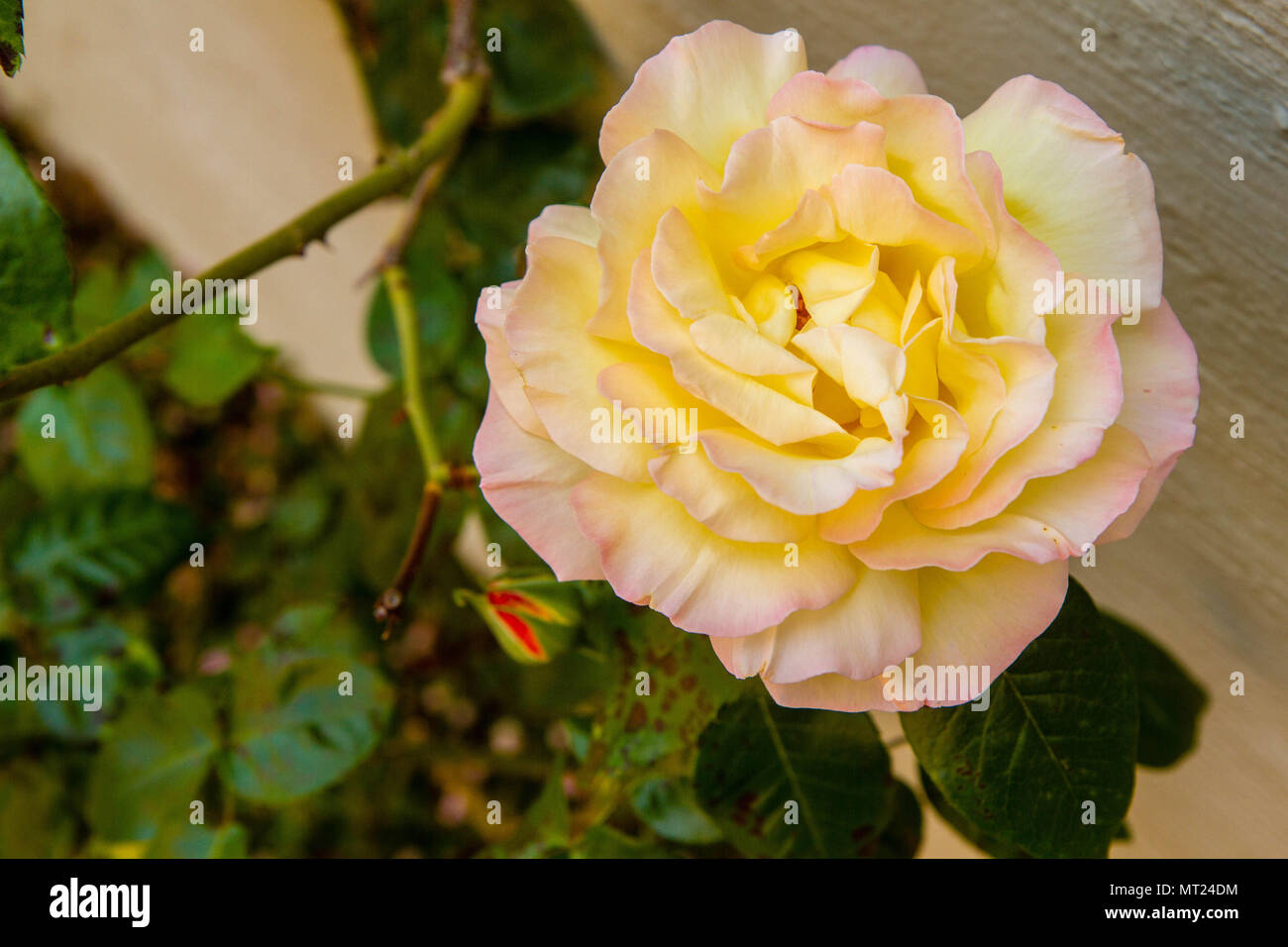 closeup of a pink-yellow Peace rose, known as Rosa Madame A. Meilland ...