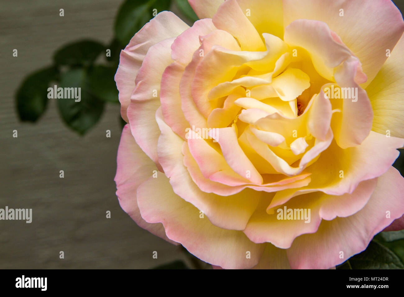 The Edges Of The Rose High Resolution Stock Photography and Images - Alamy
