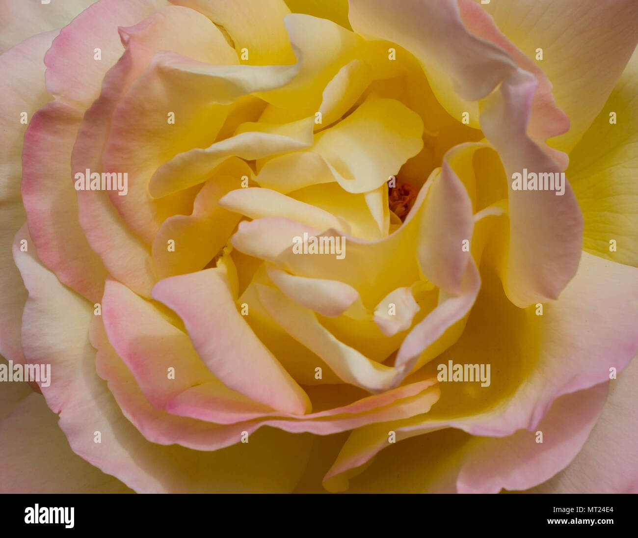 closeup of a pink-yellow Peace rose, known as Rosa Madame A. Meilland ...