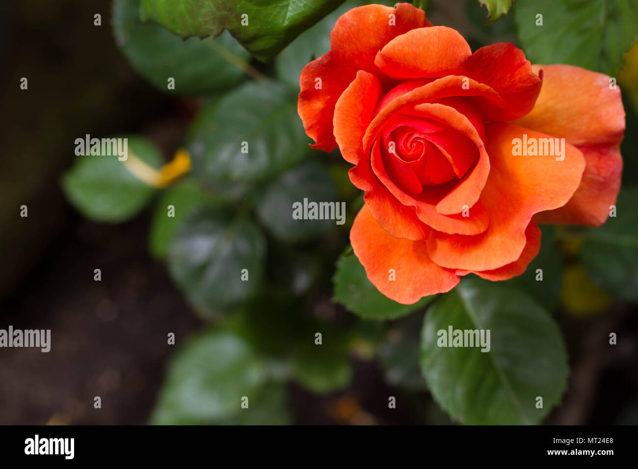 Rose amber hi-res stock photography and images - Alamy