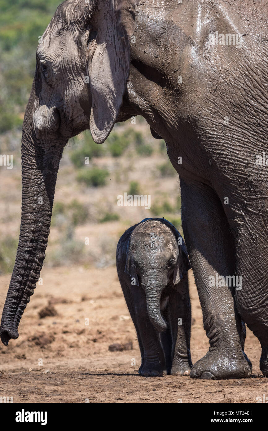 Baby elephant being protected by its mother Stock Photo - Alamy