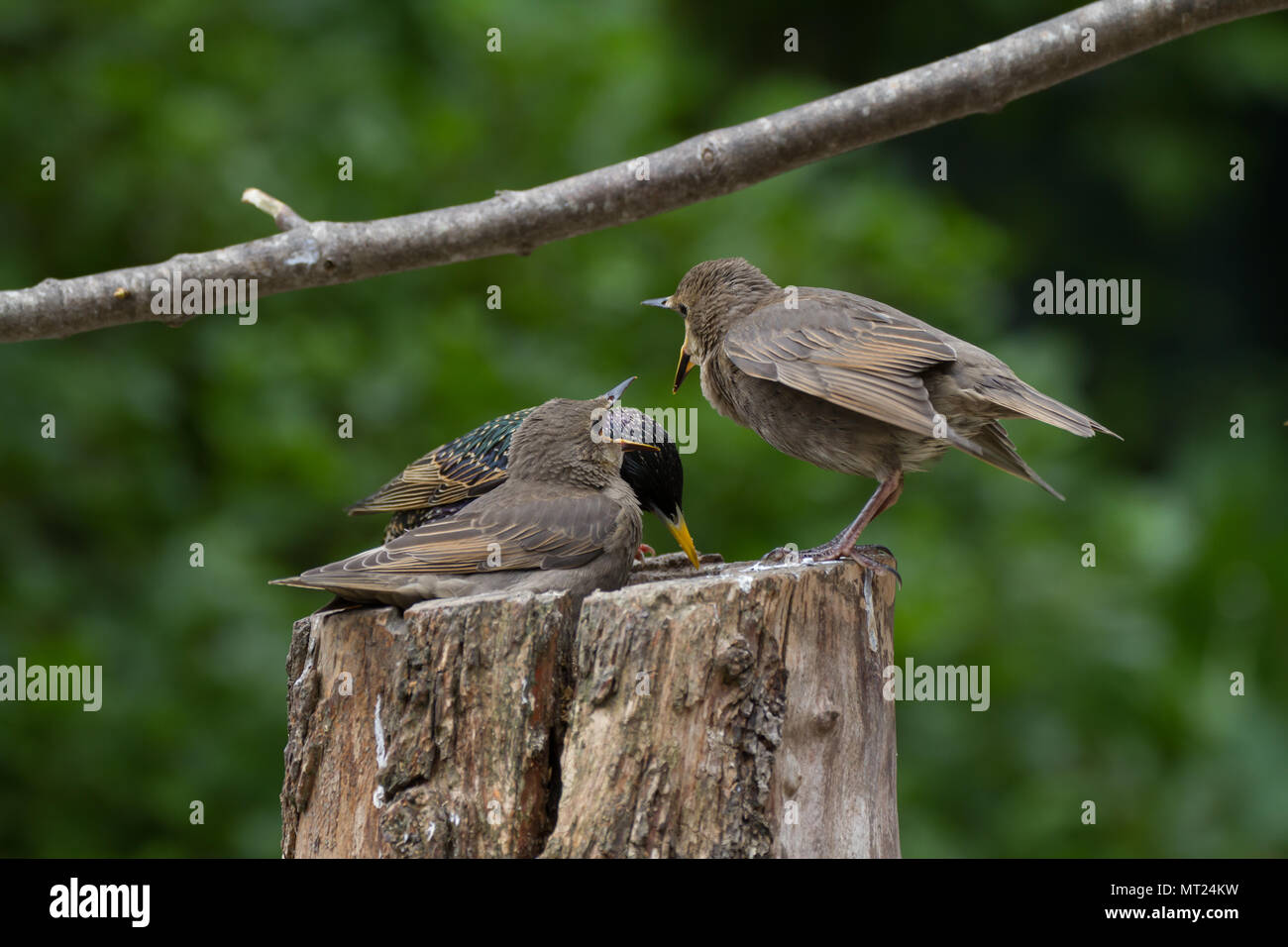 Adult starling feeding fledgling hi-res stock photography and images - Alamy