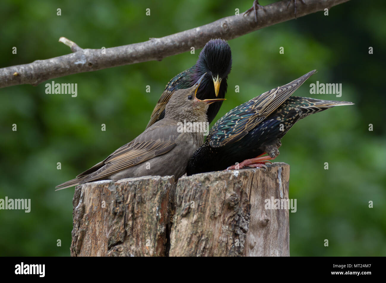 Adult starling feeding fledgling hi-res stock photography and images ...