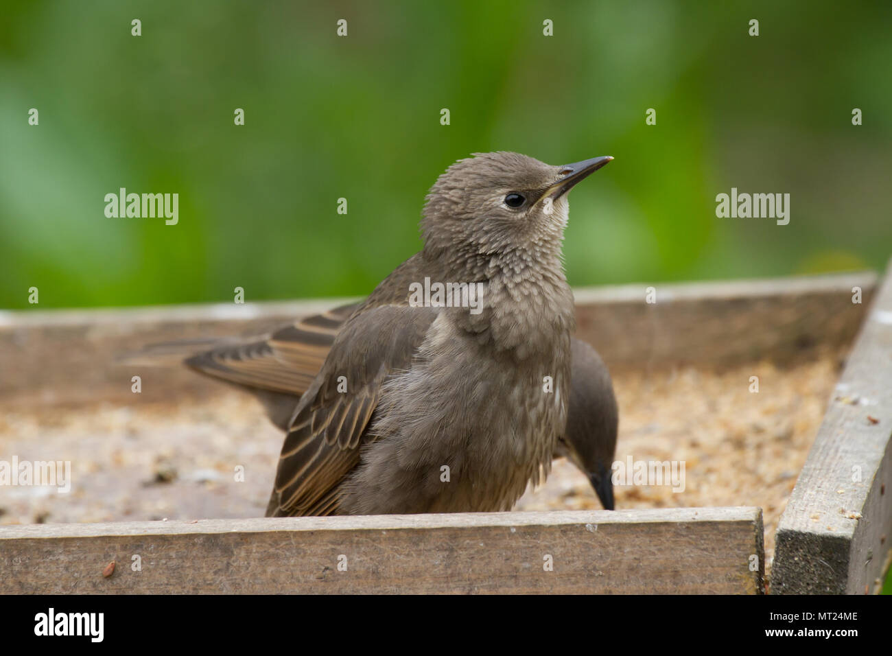 Starling. Sturnus vulgaris. Two fledglings on bird table. West Midlands ...