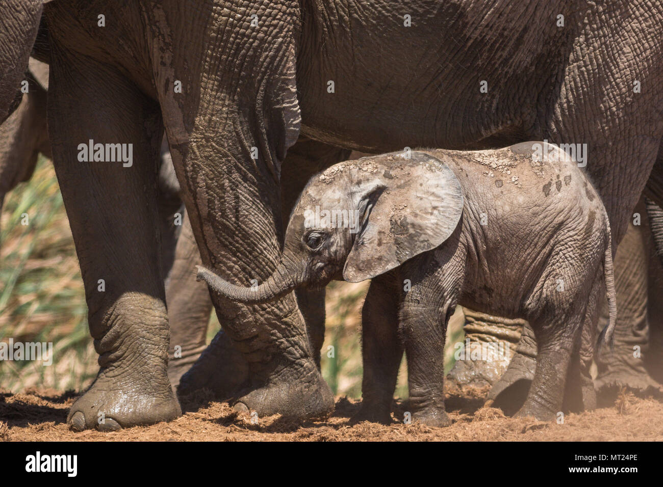 A very playful baby elephant Stock Photo - Alamy