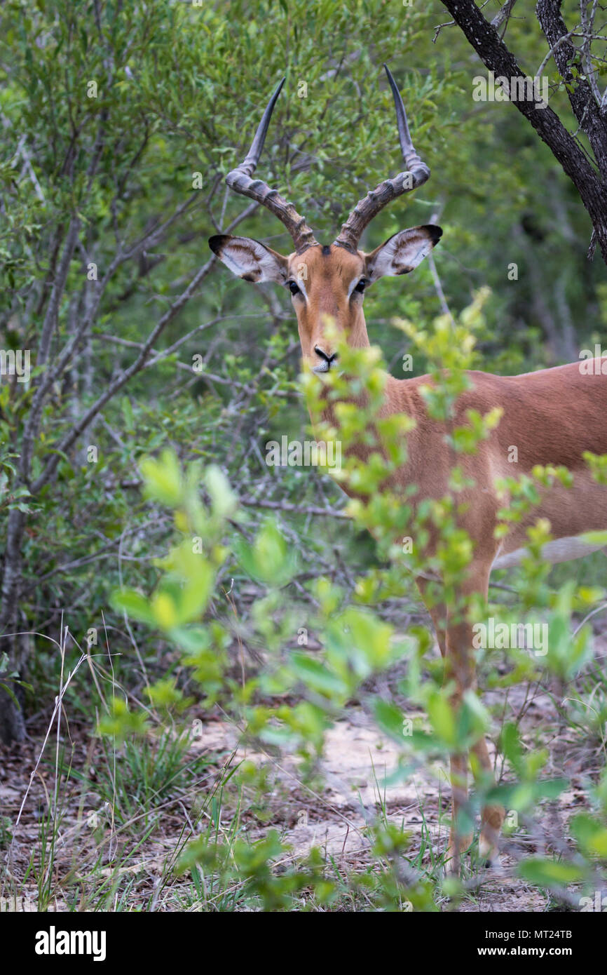 Portrait of a mature Impala ram Stock Photo - Alamy