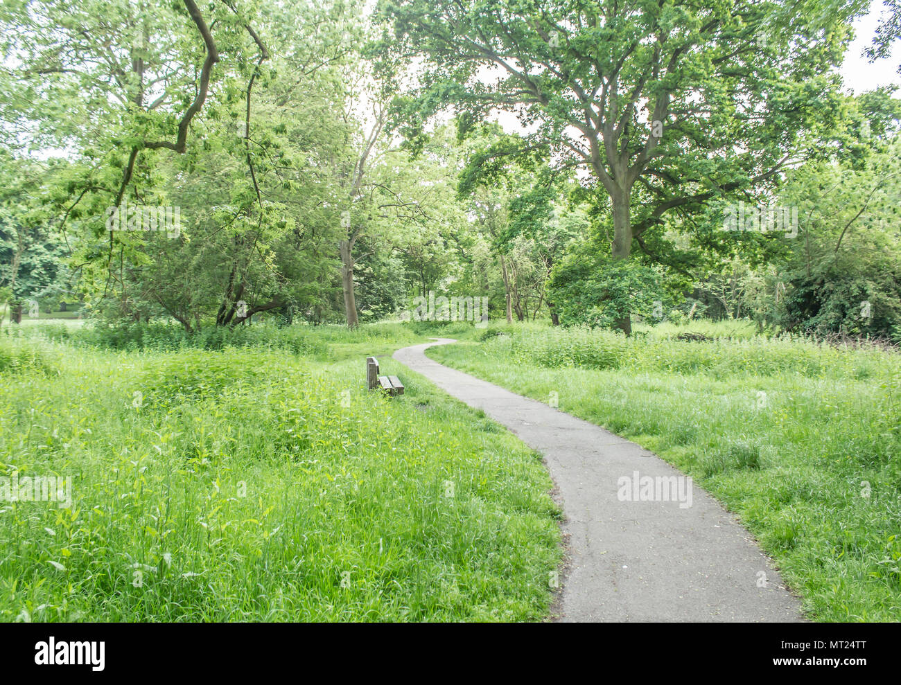 Sun light passing through leaves hi-res stock photography and images - Alamy