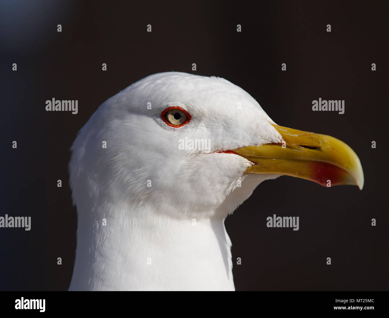 Portrait of a sea gull closeup: white head, yellow beak, eyes are ...