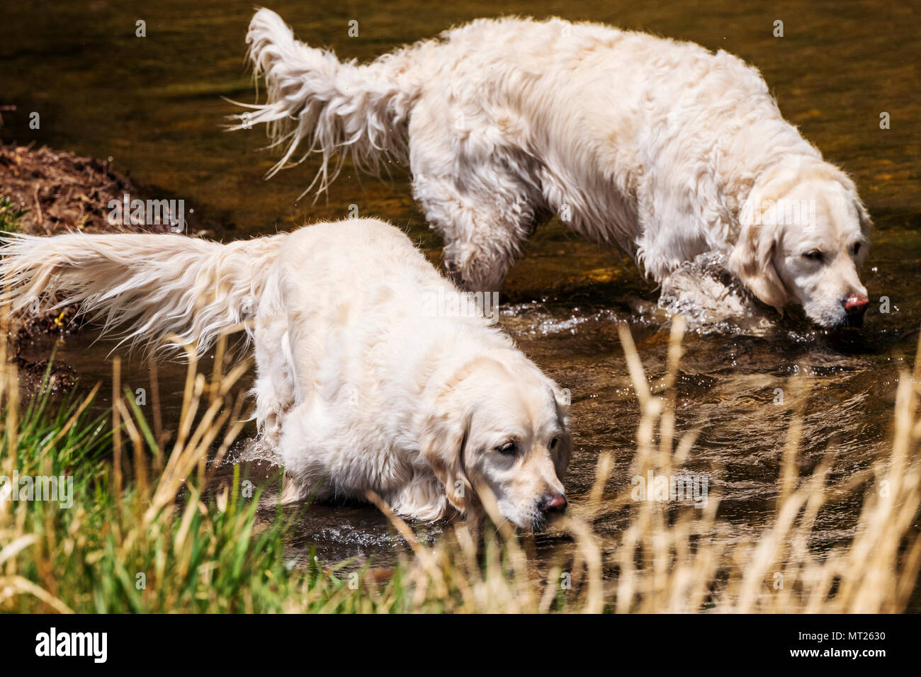 Platinum colored Golden Retriever dogs playing in the Little Arkansas ...