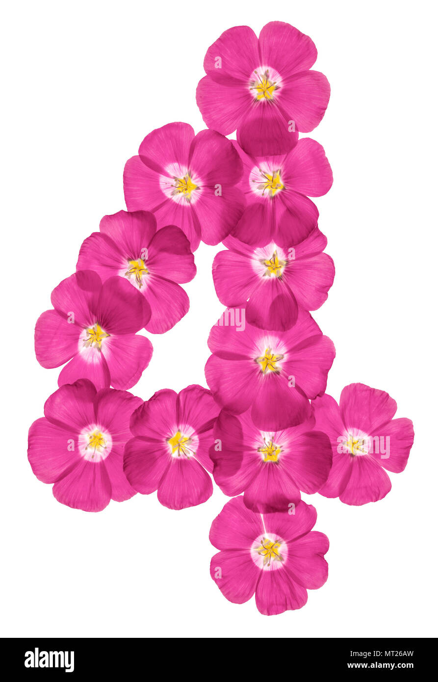 Arabic numeral 4, four, from pink flowers of flax, isolated on white ...