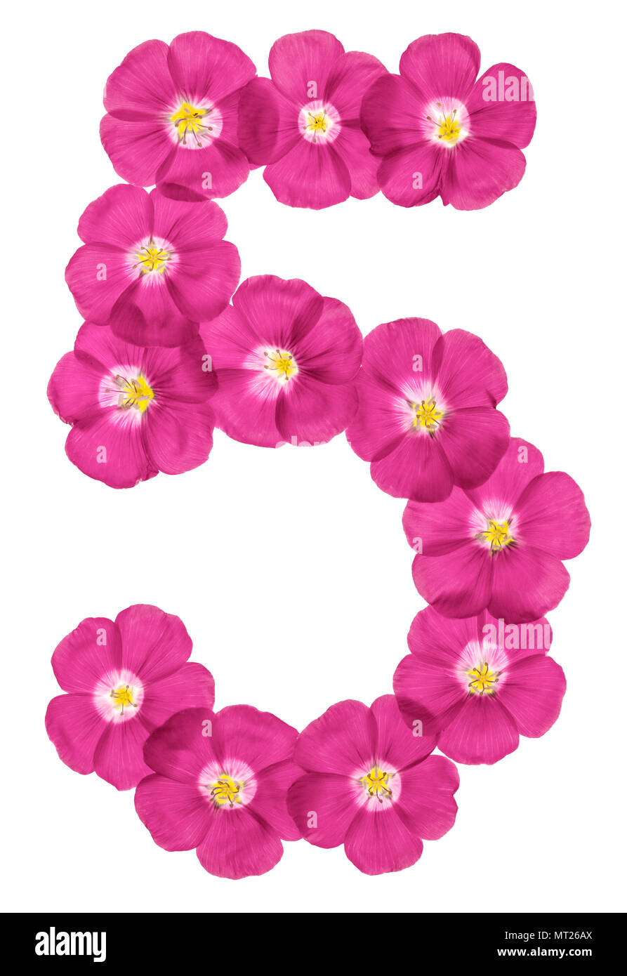 Arabic numeral 5, five, from pink flowers of flax, isolated on white ...