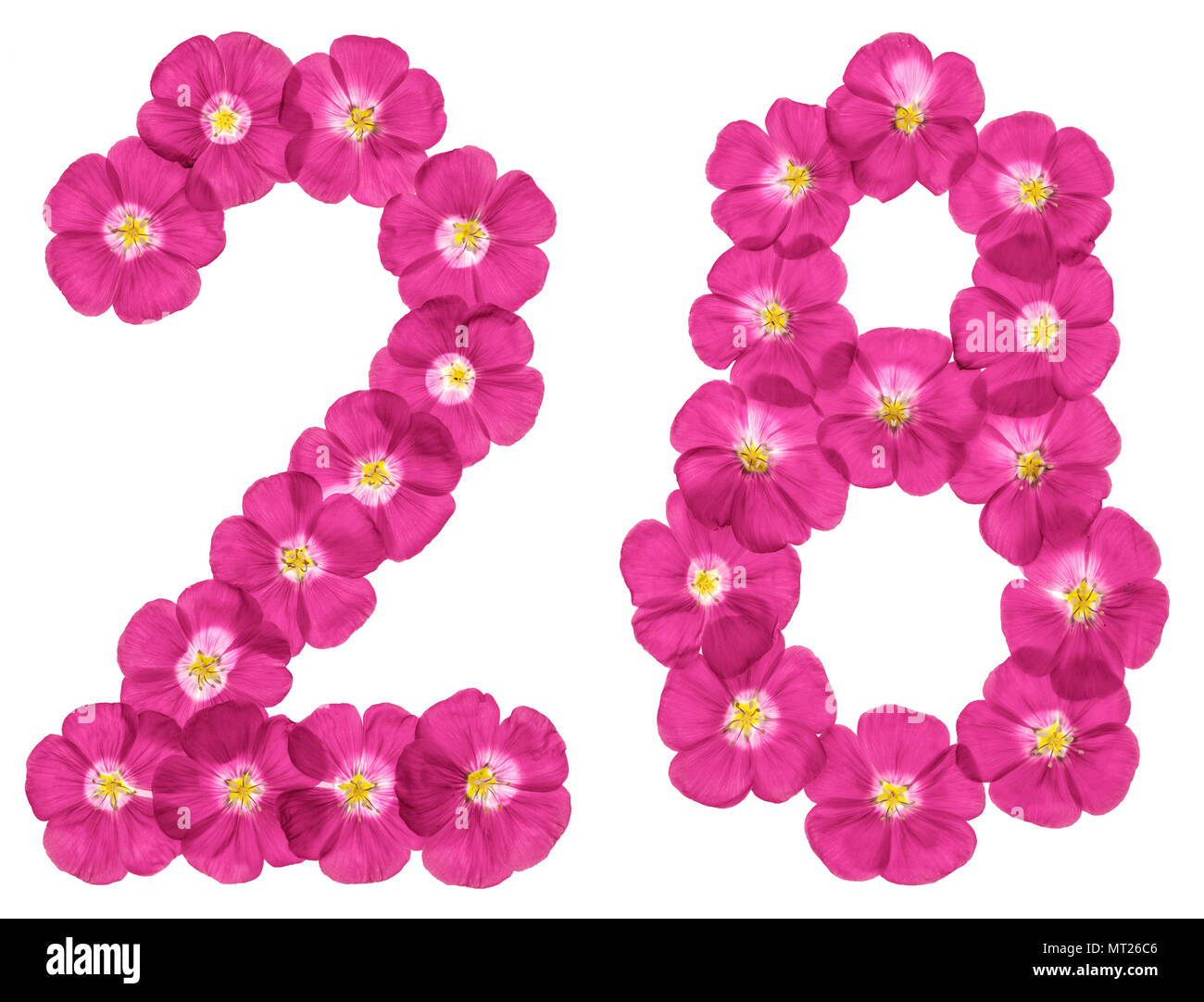 Arabic numeral 28, twenty eight, from pink flowers of flax, isolated on ...