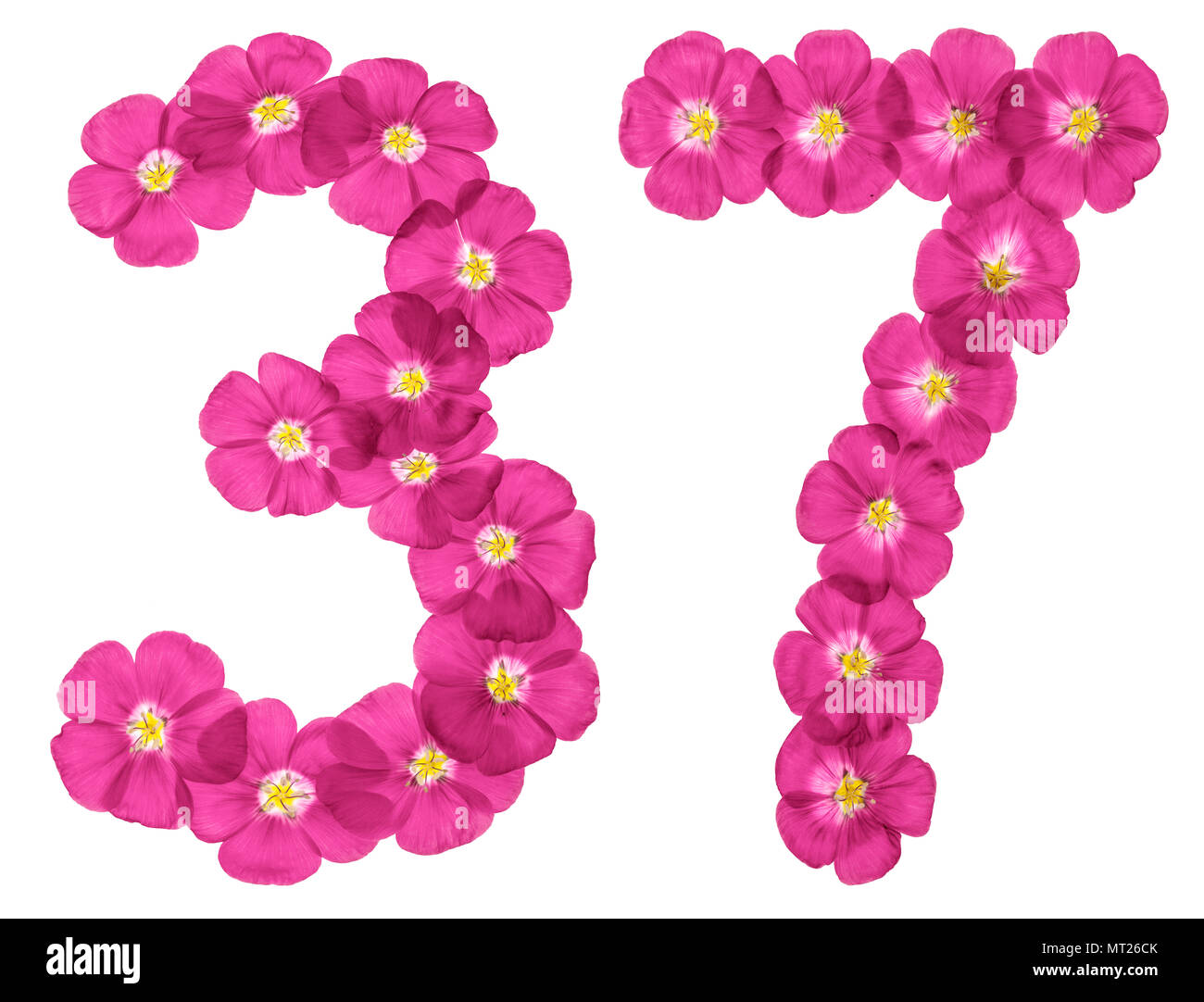 Arabic numeral 37, thirty seven, from pink flowers of flax, isolated on ...