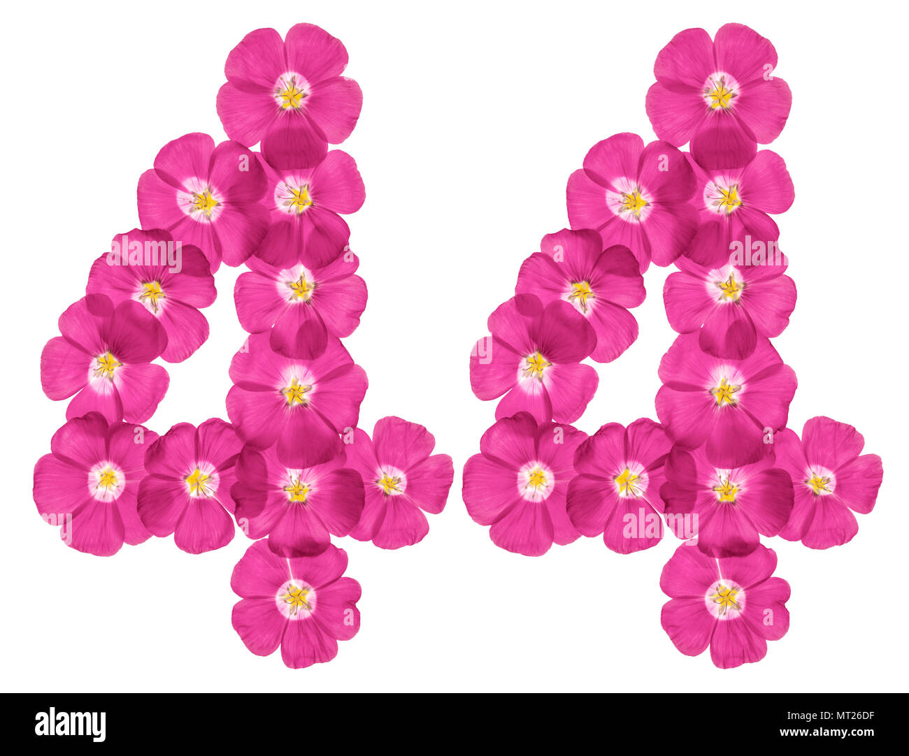 Arabic numeral 44, forty four, from pink flowers of flax, isolated on ...