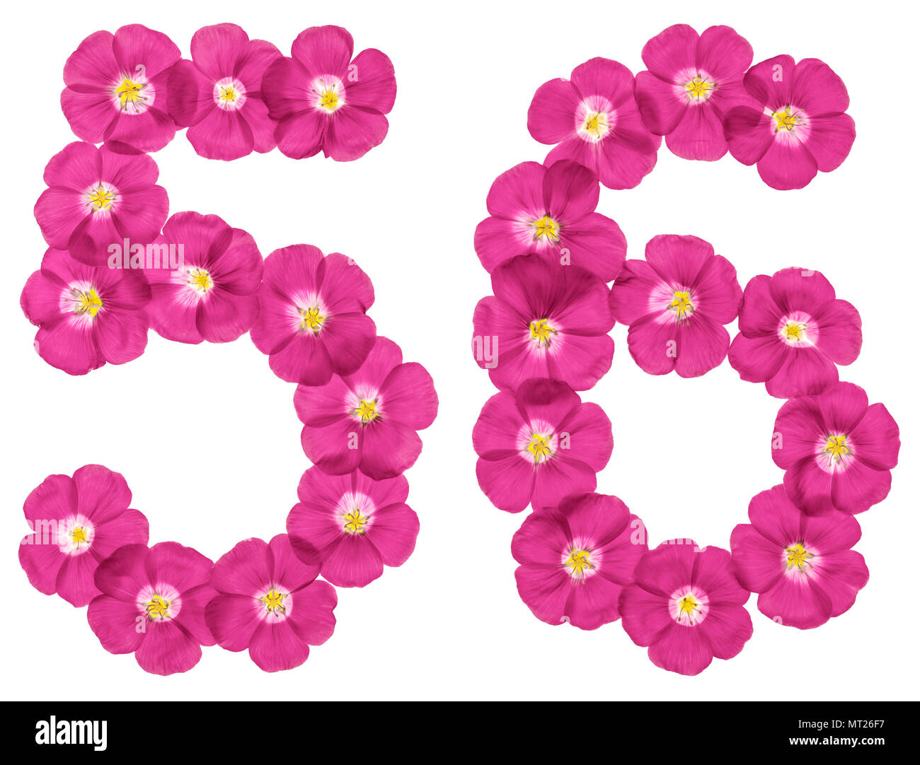 Arabic numeral 56, fifty six, from pink flowers of flax, isolated on ...