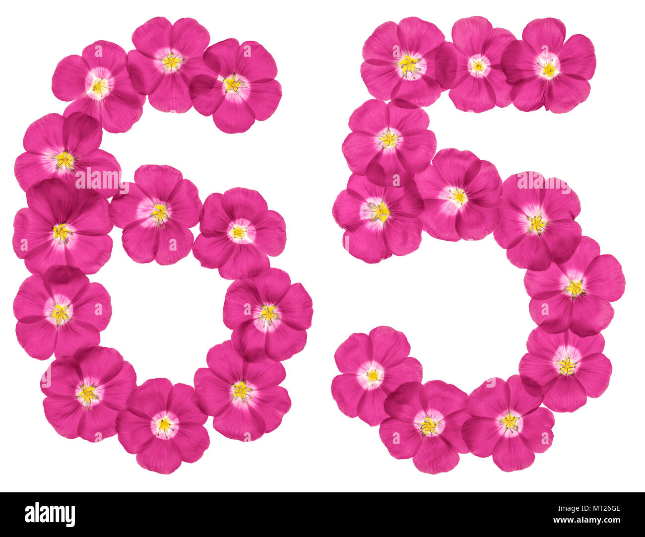 Arabic numeral 65, sixty five, from pink flowers of flax, isolated on ...