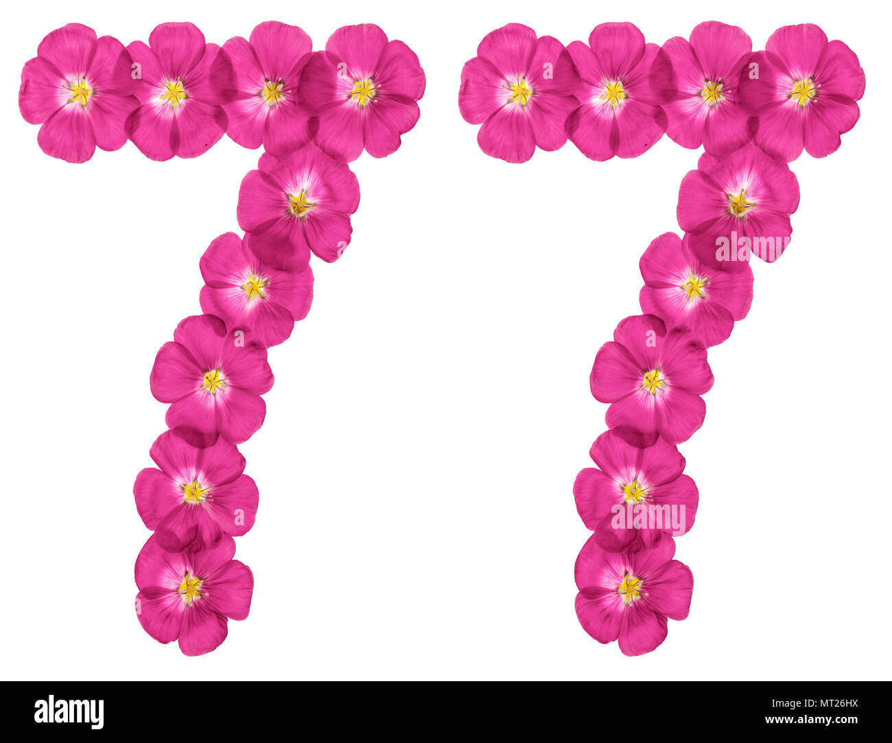 Arabic numeral 77, seventy seven, from pink flowers of flax, isolated ...
