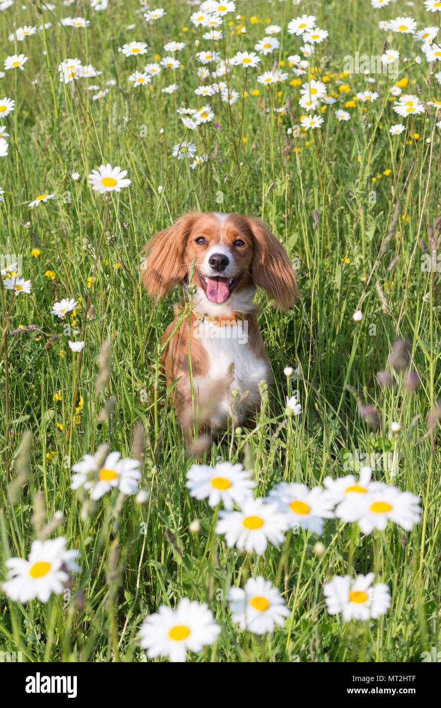 Pictured here daisy daisy hi-res stock photography and images - Alamy