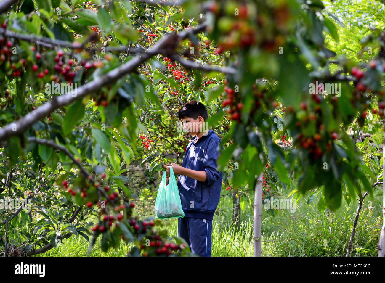 Cherry Production High Resolution Stock Photography and Images - Alamy
