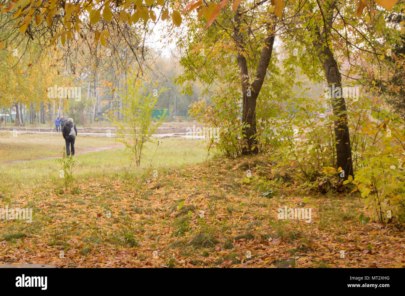 beautiful multi-colored trees and the background in the city autumn ...