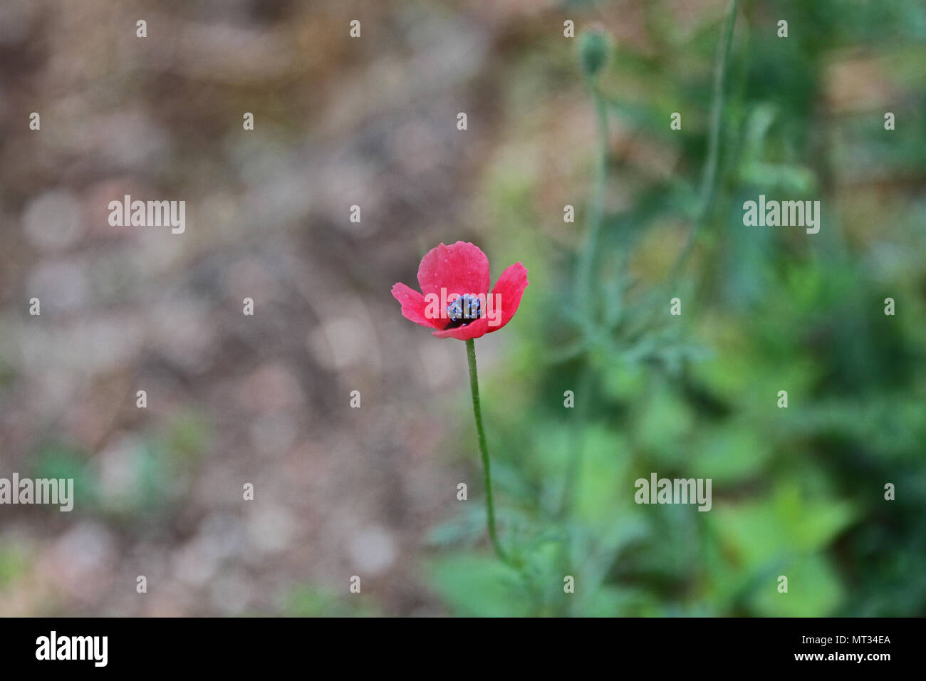 Monte cassino 1944 hi-res stock photography and images - Alamy