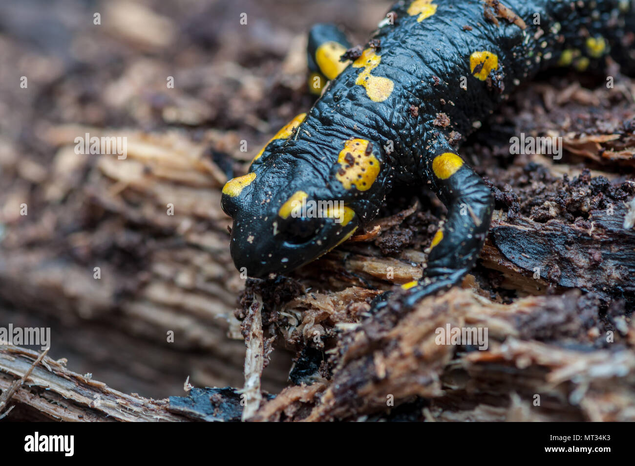 Close-up of a spotted salamander hiding in tree bark Stock Photo - Alamy