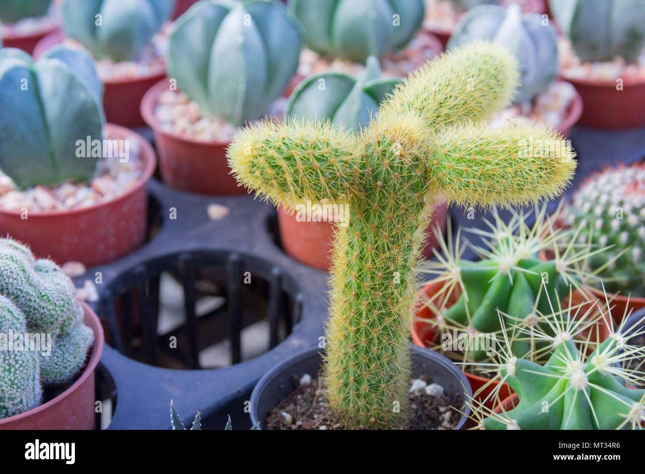 closeup small cactus plant in flower pots.plant nursery Stock Photo - Alamy