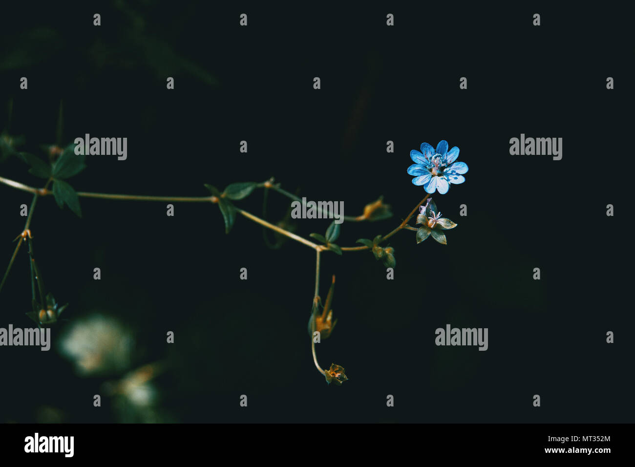 Blue geranium flower hi-res stock photography and images - Alamy