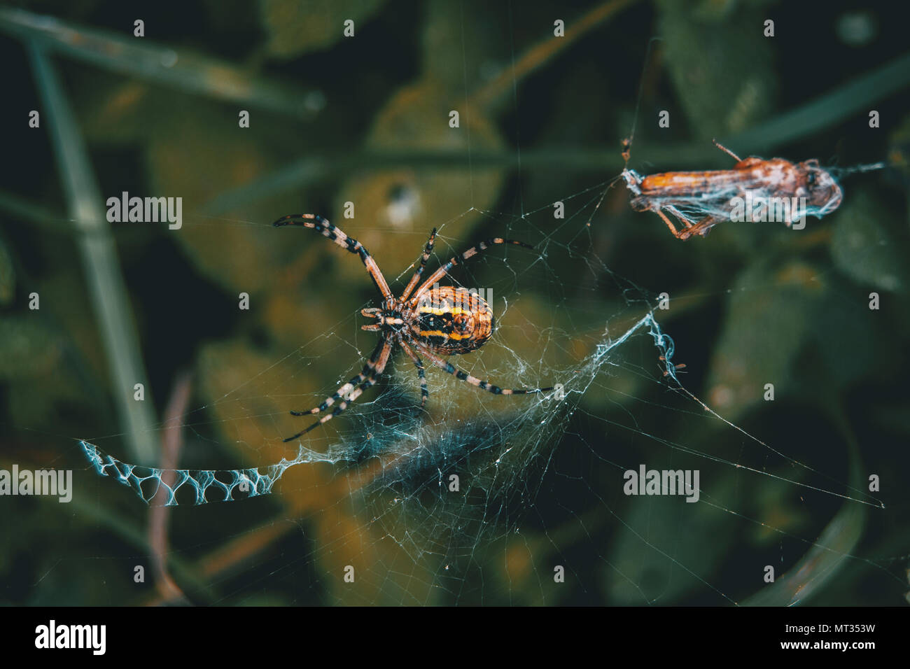 Web spider eating its food that stuck on the net Stock Photo - Alamy