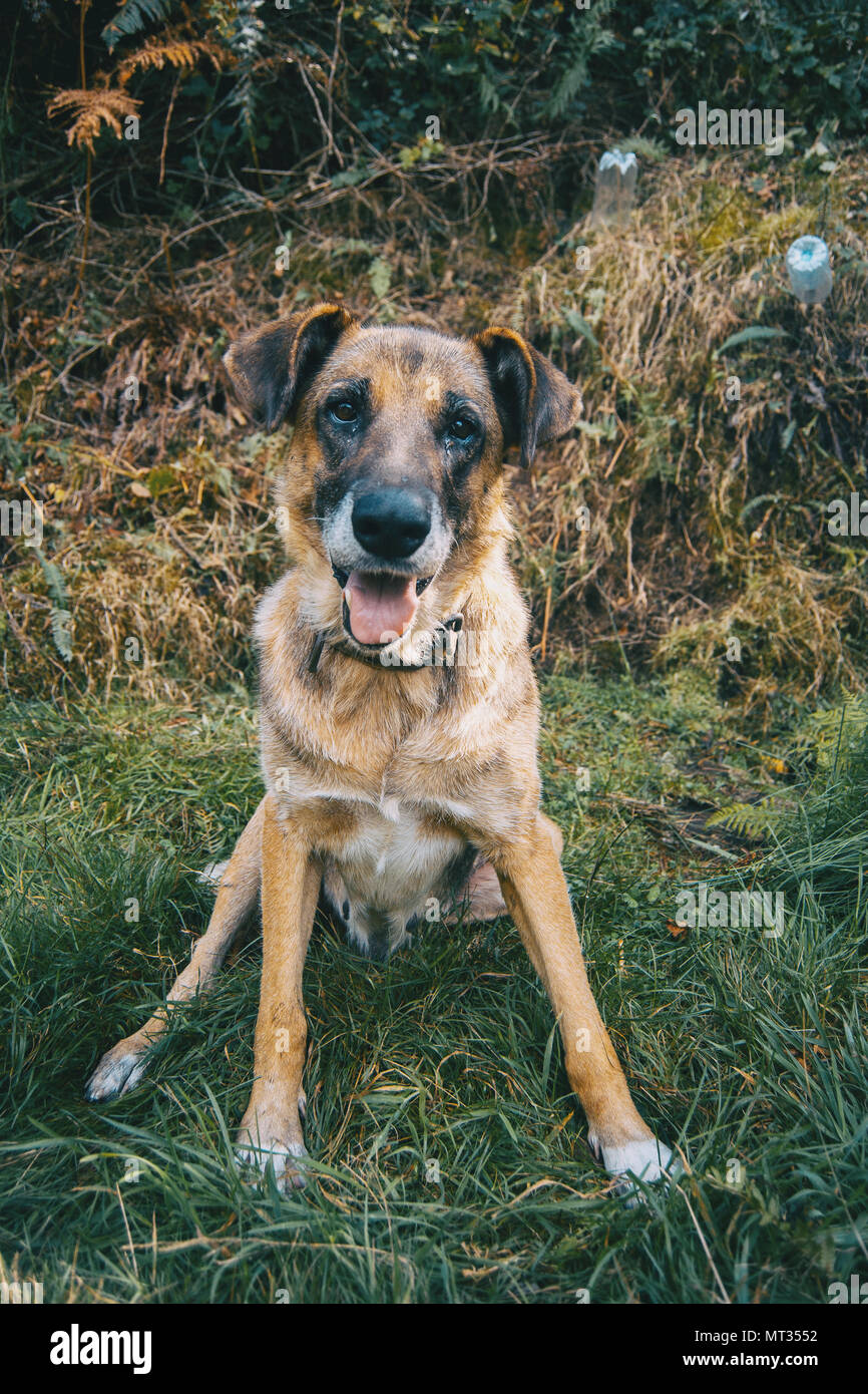 Non breed hi-res stock photography and images - Alamy