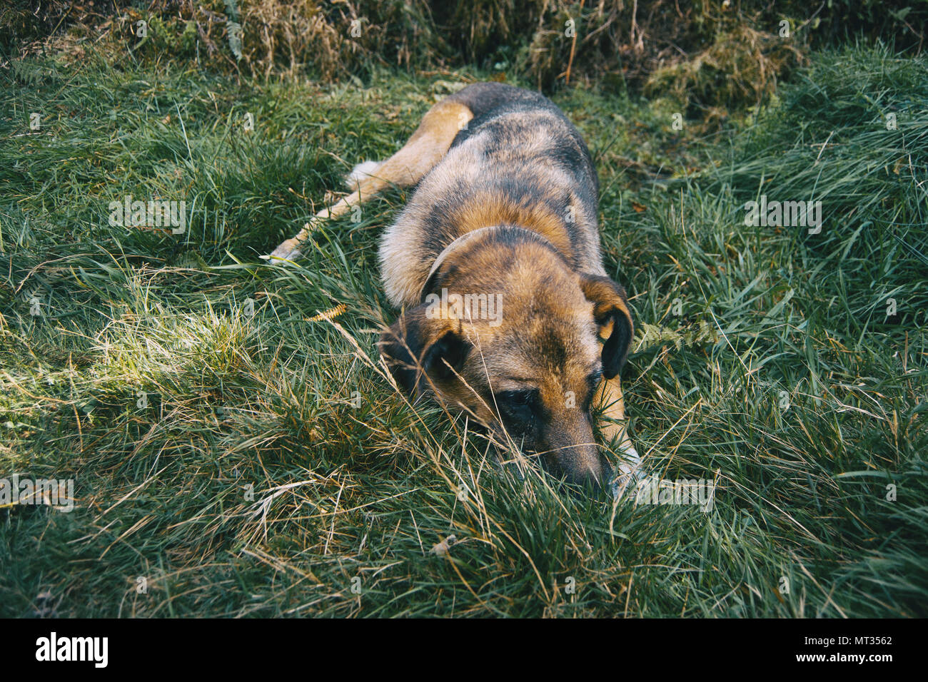 Non breed dog hi-res stock photography and images - Alamy