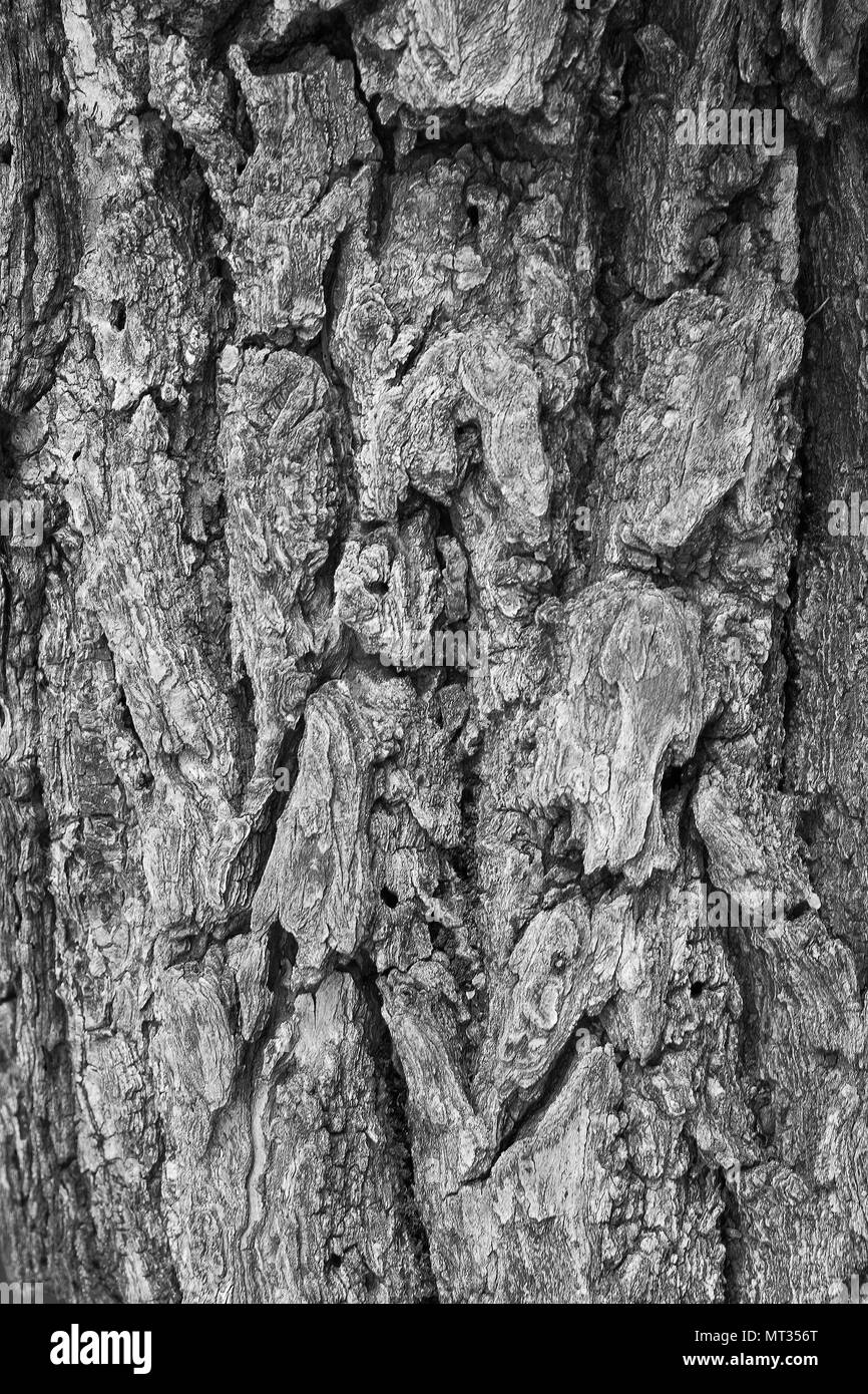 Macro of a bark in black and white creates an abstract effect of ...