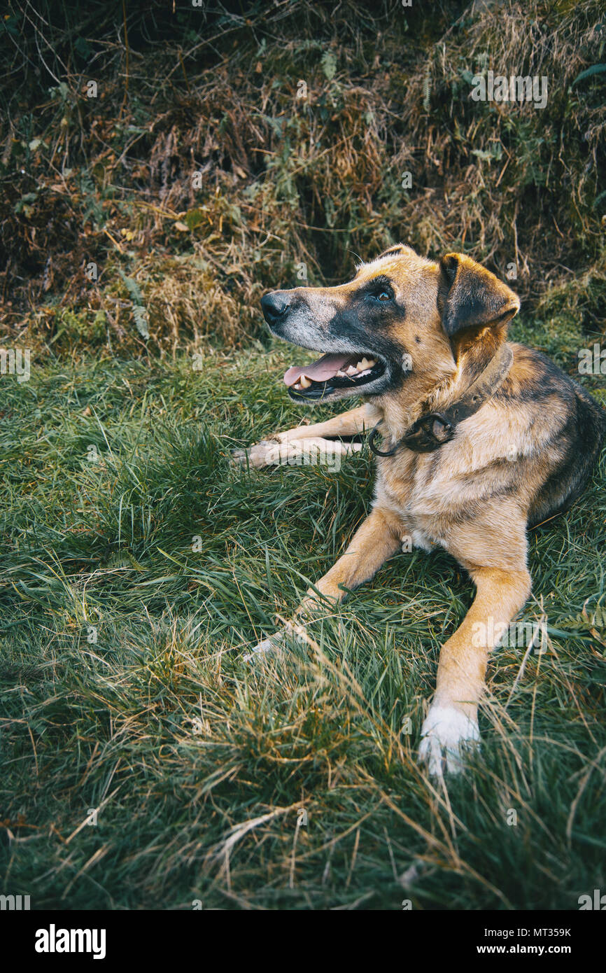 Non breed hi-res stock photography and images - Alamy