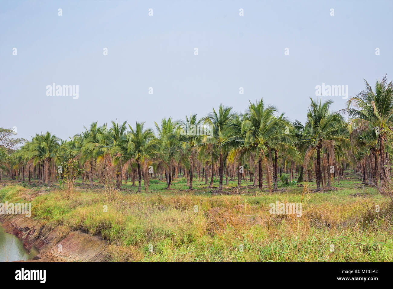 landscape of coconut palm plantation in tropical country Stock Photo ...