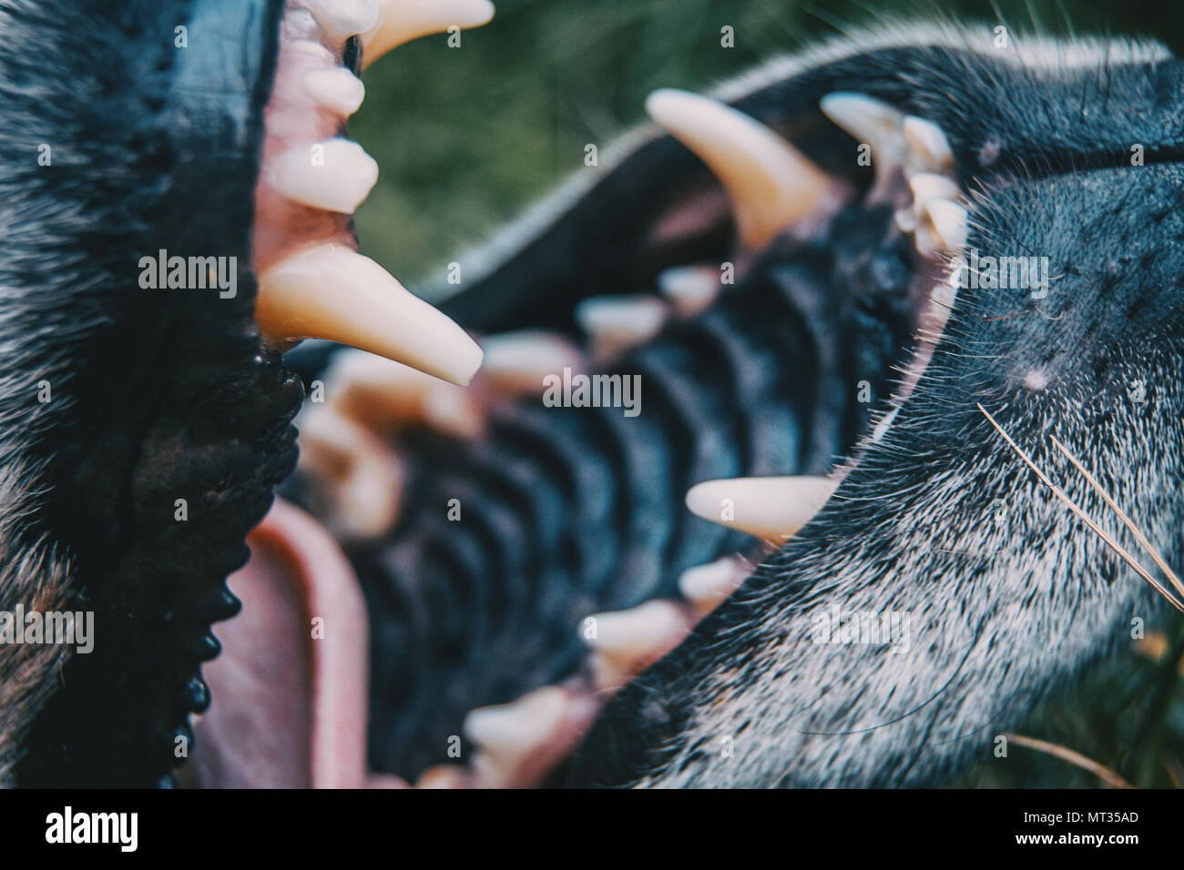 open jaw with dog teeth Stock Photo - Alamy
