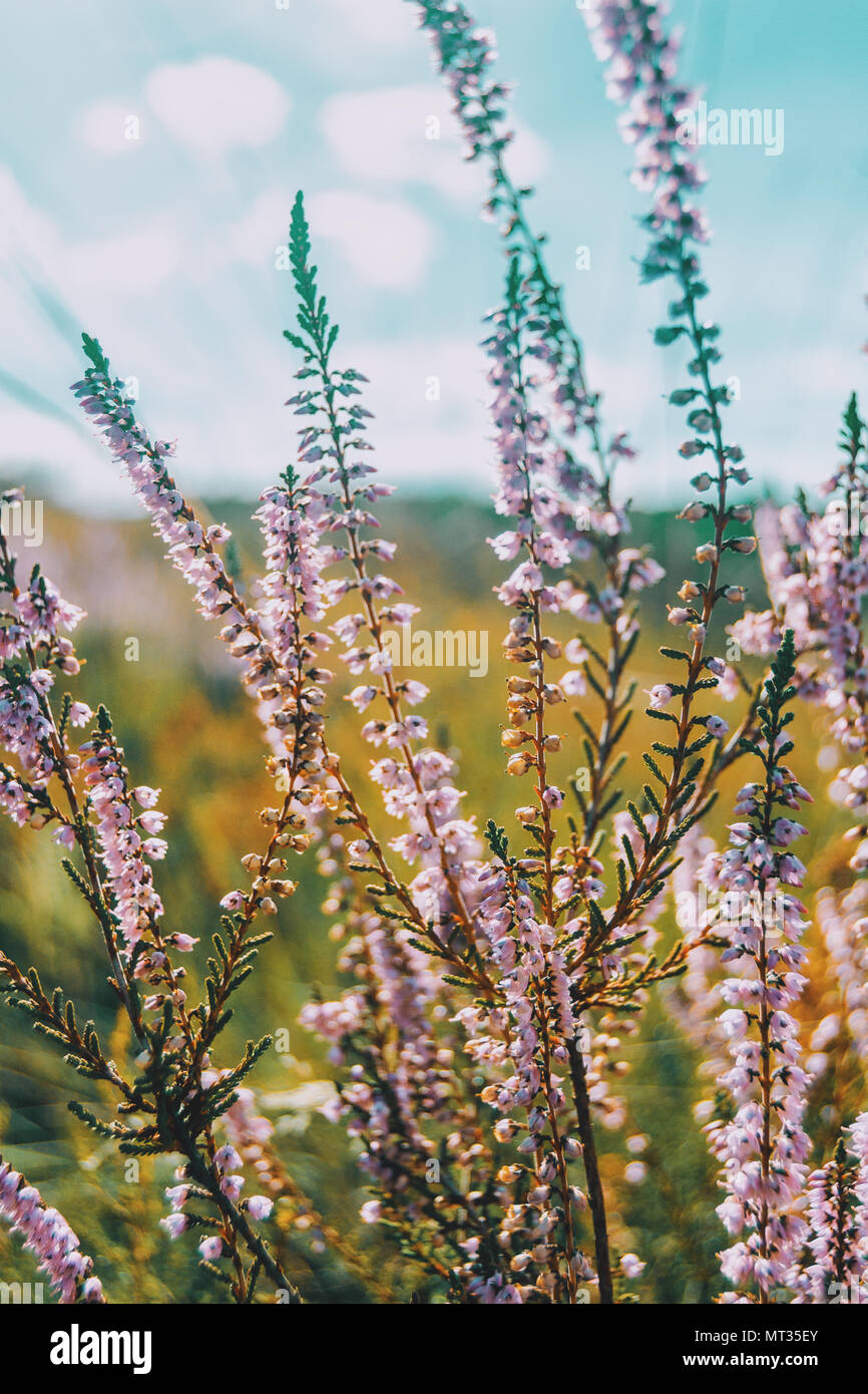 pink flowers of calluna vulgaris in a field at sunset Stock Photo - Alamy