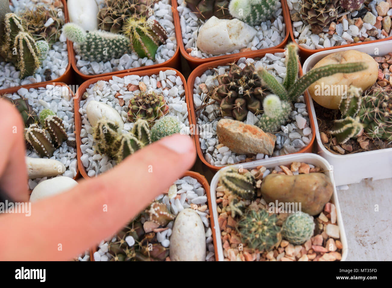 closeup small cactus plant in flower pots.plant nursery Stock Photo - Alamy
