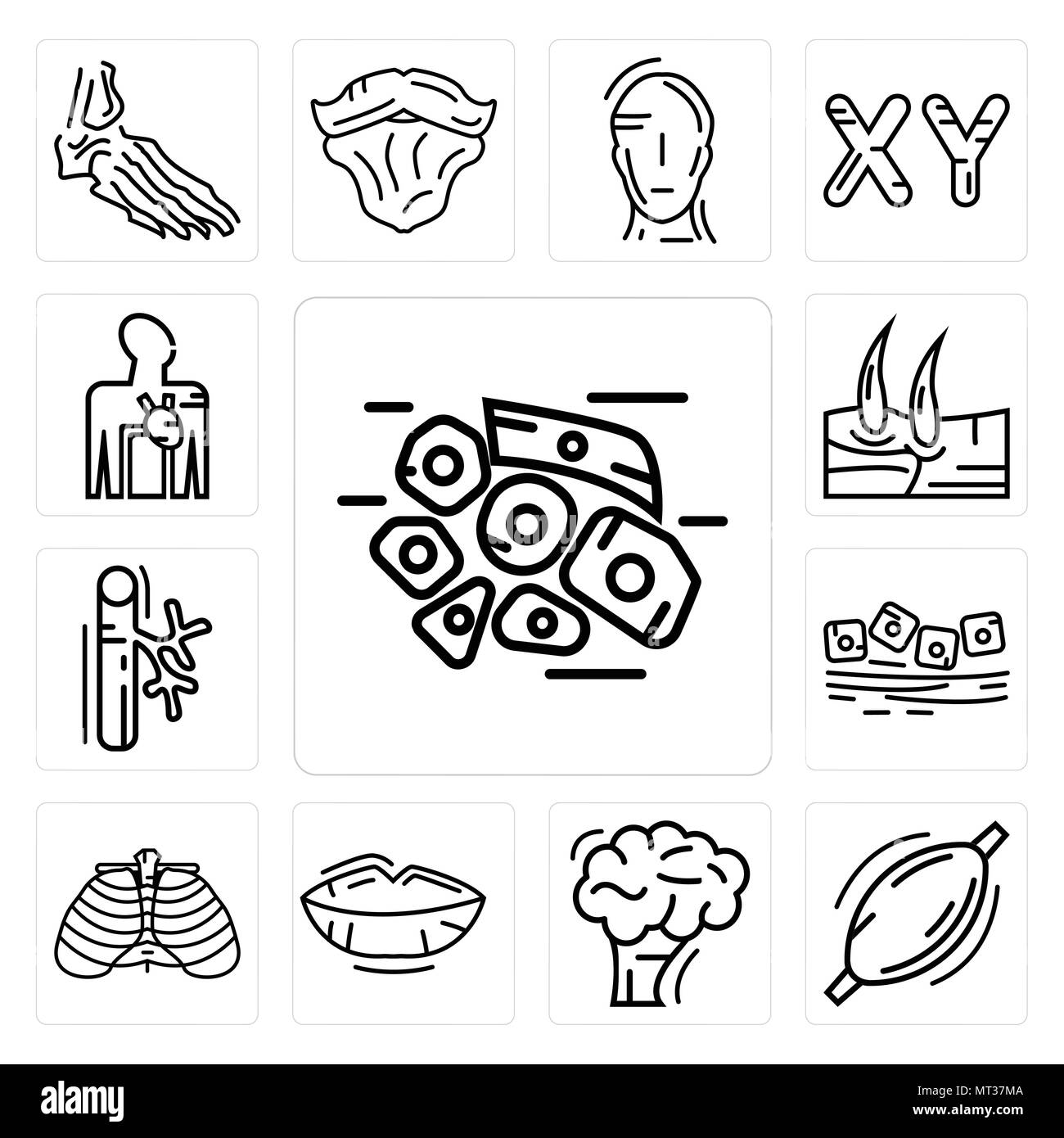 Set Of 13 simple editable icons such as Skin Cells, Human Muscle, Brain ...