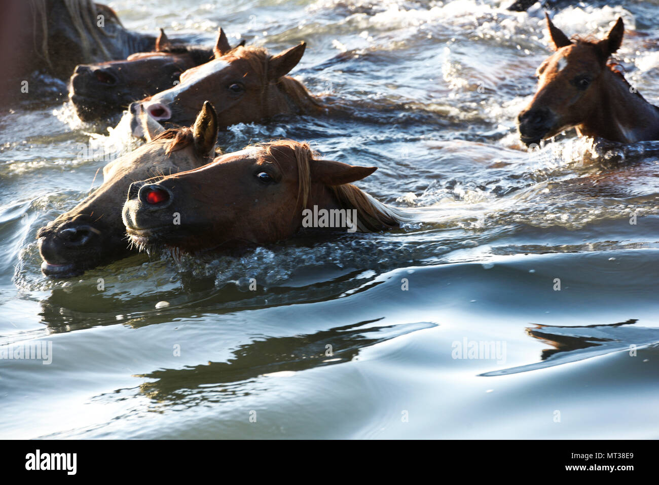 Assateague island pony swim hi-res stock photography and images - Alamy