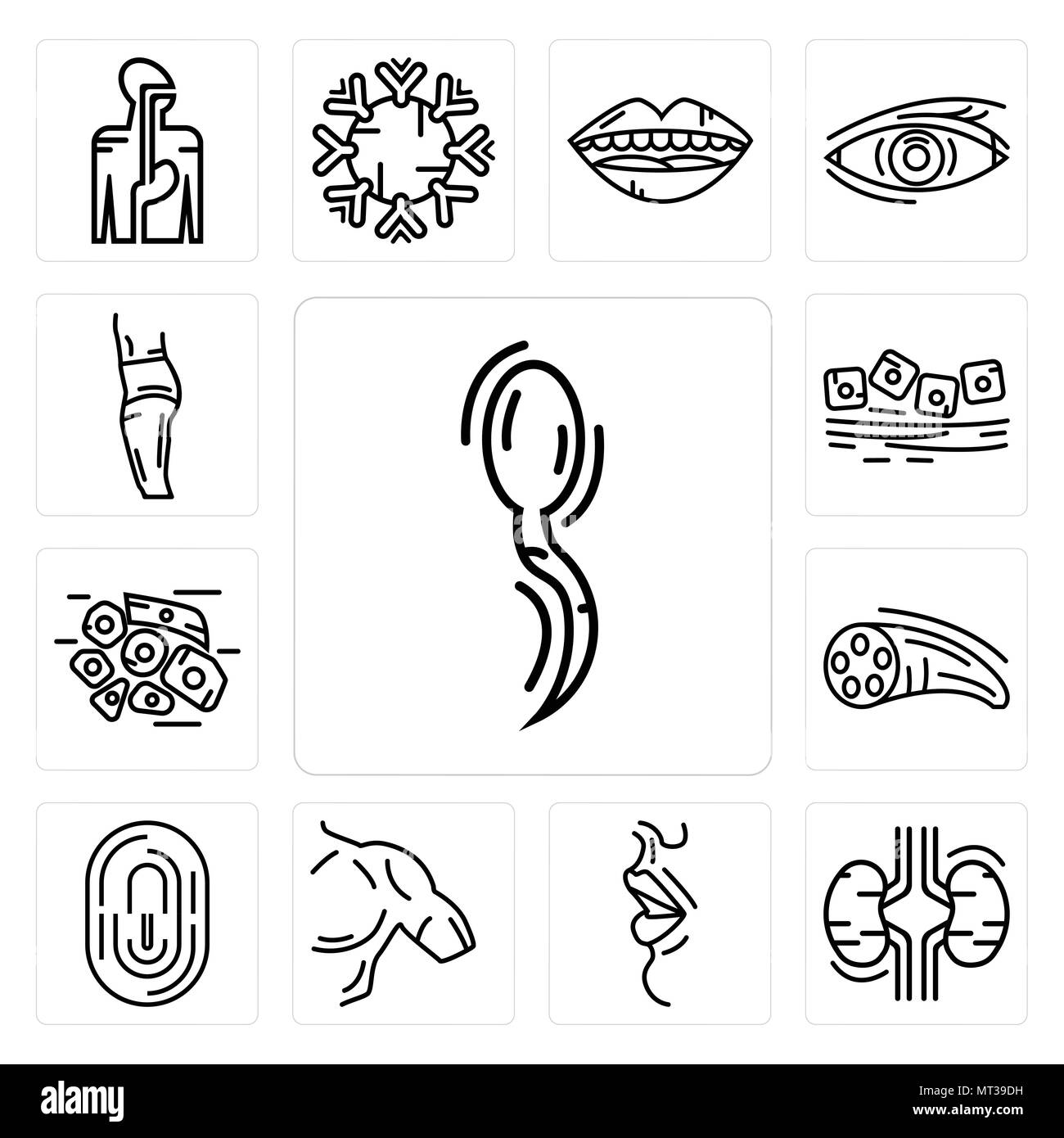 Set Of 13 simple editable icons such as Two Spermatozoon, Kidneys, Big ...