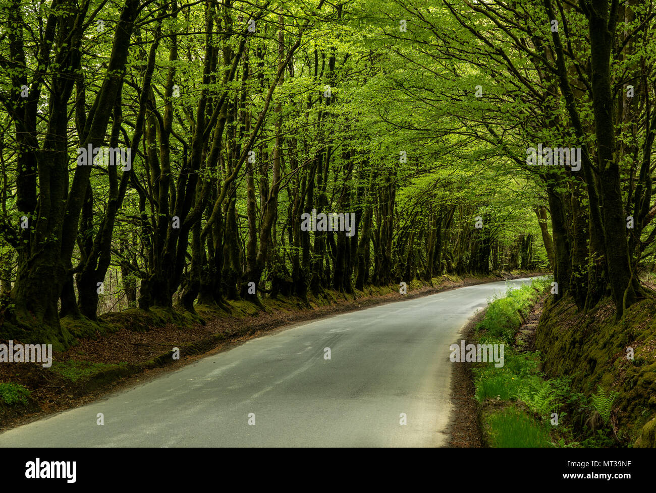 Narrow road between overhanging trees forming a tunnel Stock Photo - Alamy