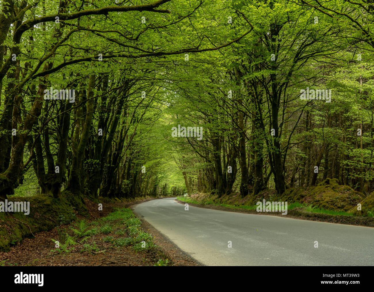 Narrow road between overhanging trees forming a tunnel Stock Photo - Alamy