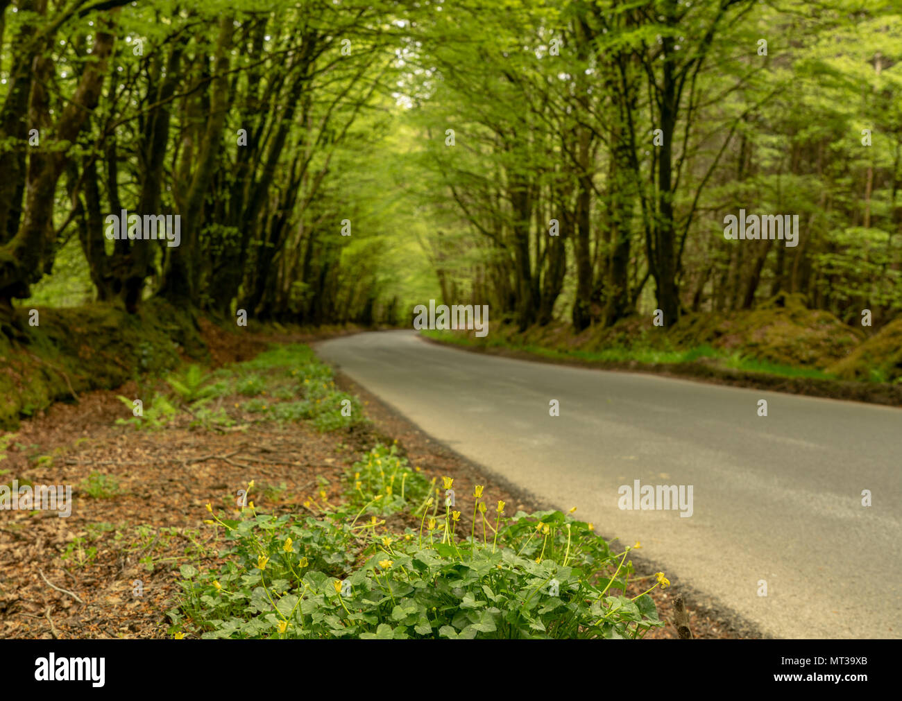 Overhanging tree lane hi-res stock photography and images - Alamy