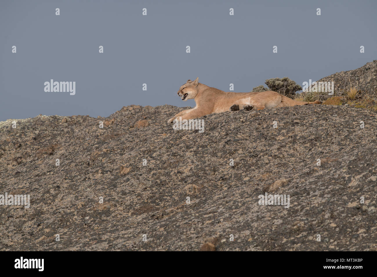 Puma yawning hi-res stock photography and images - Alamy