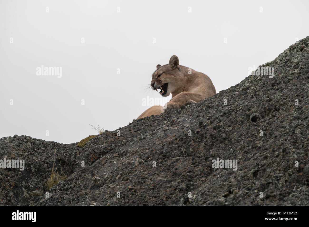 Yawning puma hi-res stock photography and images - Alamy