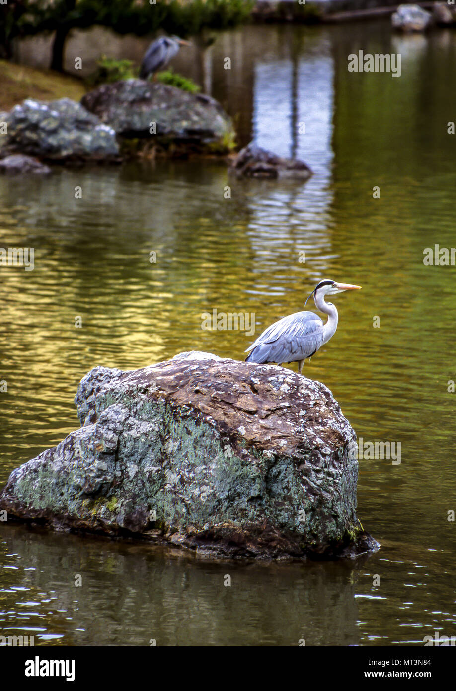 Cranes on Mirror Pond with Golden Pavillion reflection in Rokuon-ji ...