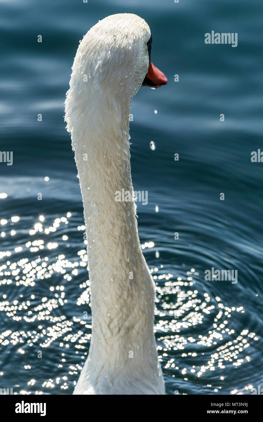 Wildlife swan canada hi-res stock photography and images - Alamy