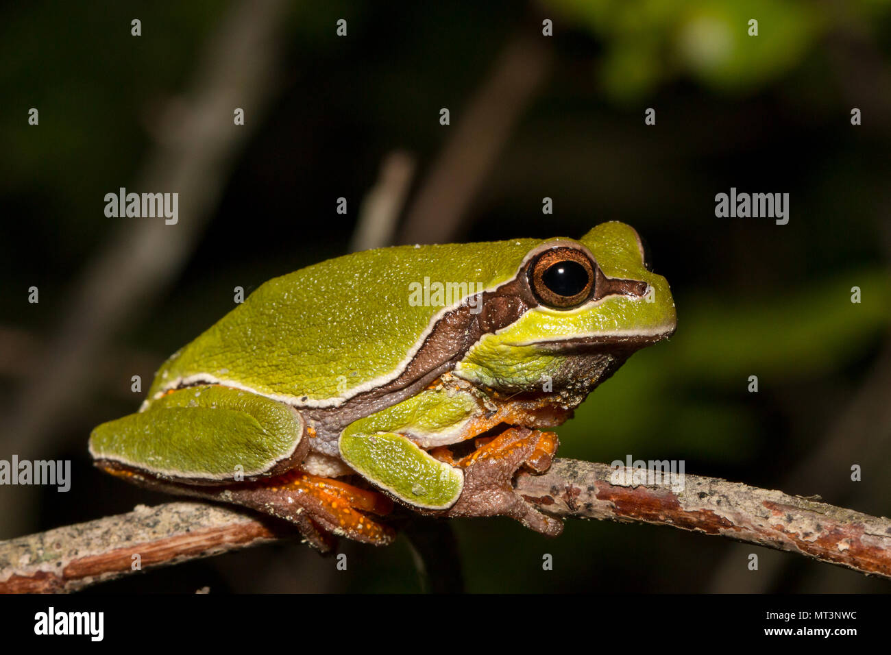 Pine barrens treefrog perched on a branch - Hyla andersonii Stock Photo ...